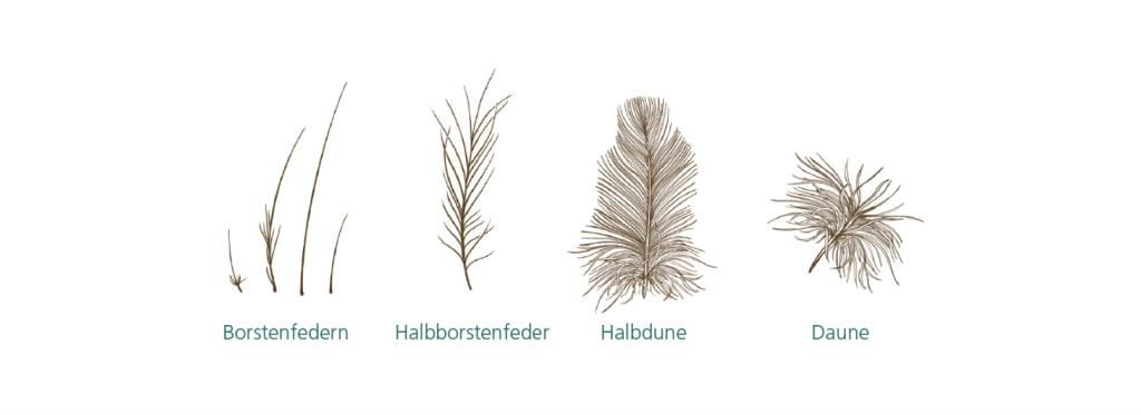 Arten Von Vogelfedern Diagramm