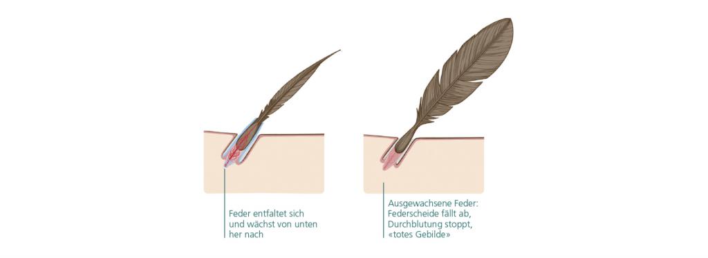 Arten Von Vogelfedern Diagramm