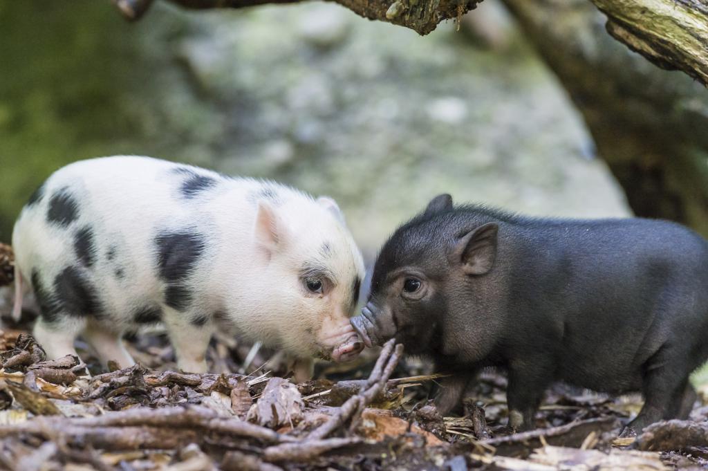 Schwarze Miniaturschweine